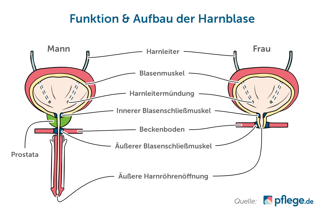 Blasentraining? » Blasenmuskel trainieren • Übungen